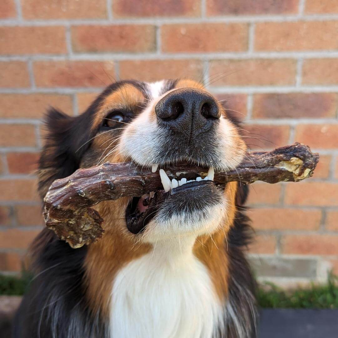 HealthyDuckNeckDogTreatfromRoverPetProducts_5000x_e64b45b7-146f-42e6 ...